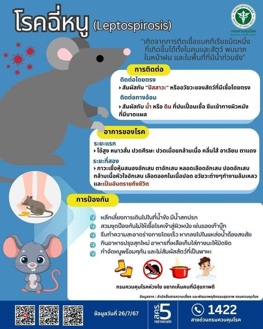 กรมควบคุมโรค เผยปีนี้พบโรคฉี่หนูแล้วเกือบ 2 พันราย เตือนผู้อยู่ใน ...